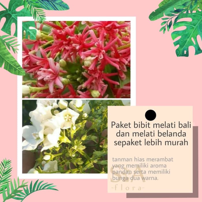 Jual Paket Bibit Bunga Melati Bali (kesidang) dan Melati Belanda ...