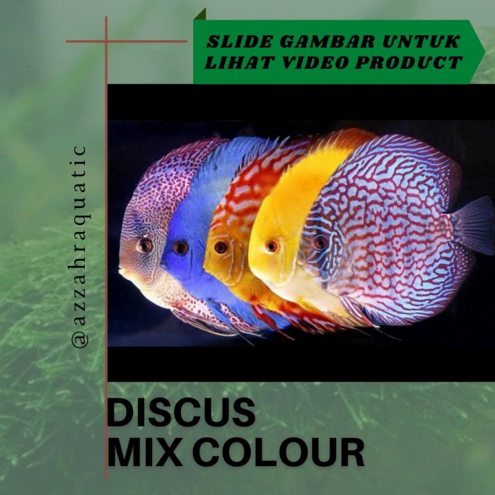 Jual Discus mix colour 1,5 - 2 CM | Shopee Indonesia