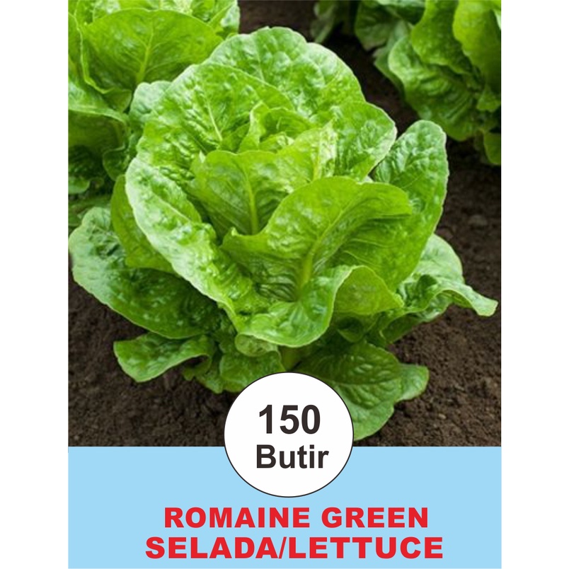 Jual Benih Biji Bibit Sayuran/Sayur Selada/Lettuce Romaine Green/Dataran Tinggi | Shopee Indonesia