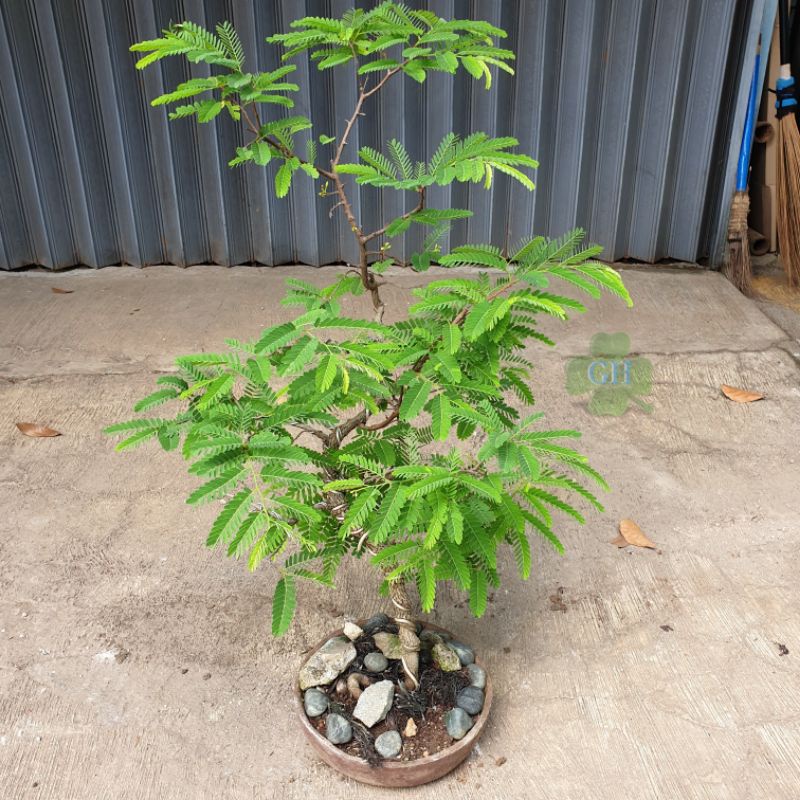 Jual Tanaman Hias Bonsai Asam Jawa Tamarindus Indica Asem Jawa ...