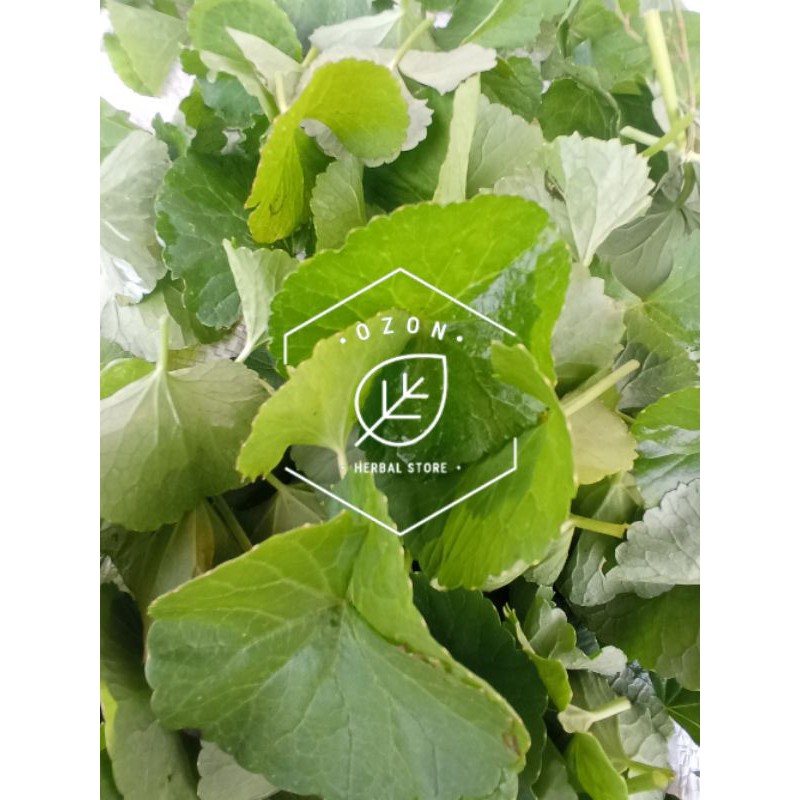 Jual Daun Pegagan Antanan Daun Saja Tanpa Batang dan Akar Segar Kemasan ...