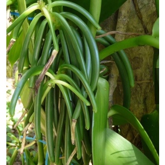 Jual BIBIT PANILI VANILI UNGGUL STEK Vanilli Vanilla Paneli [ COD ...