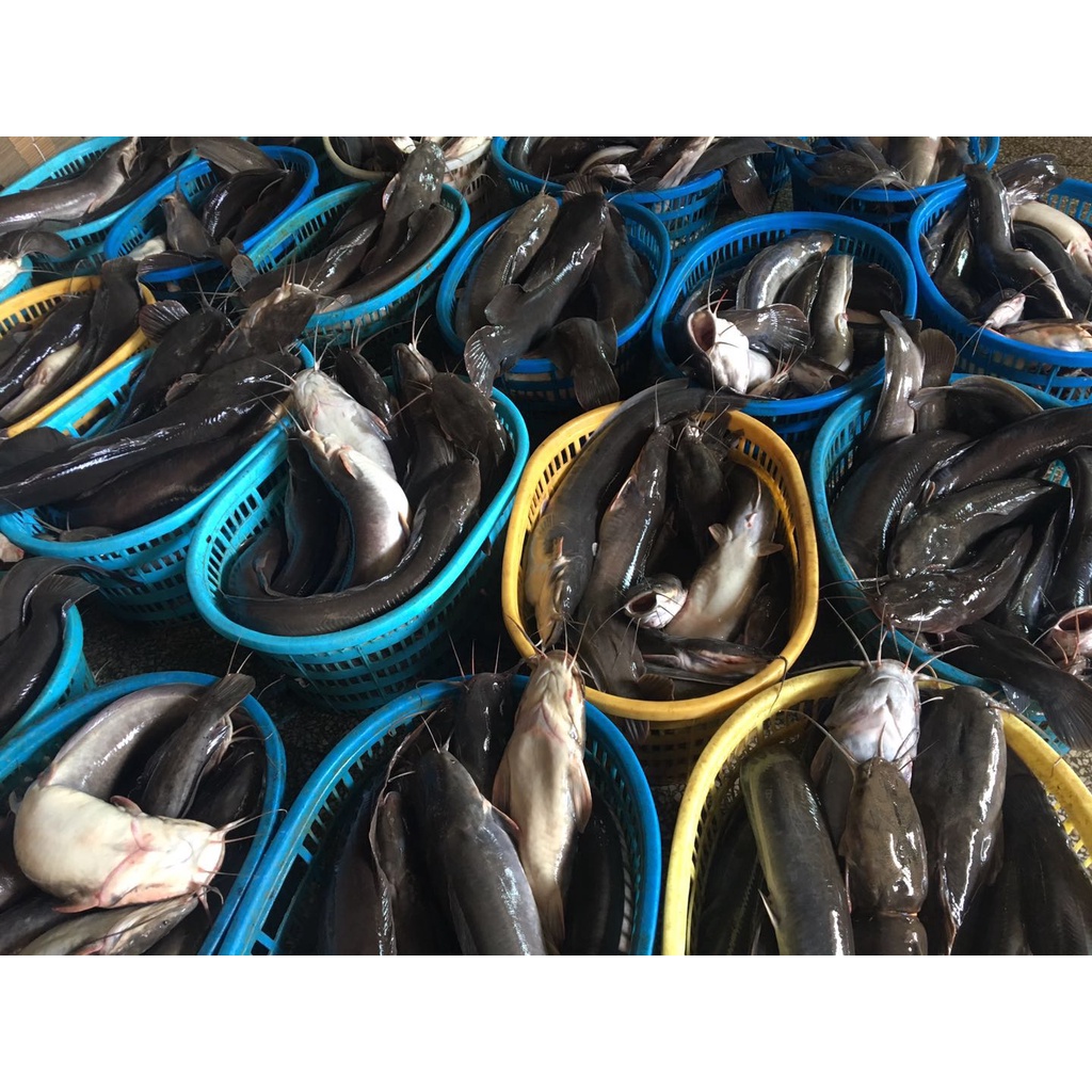 Jual Ikan Lele Hidup Live Ikan Segar AIr Tawar | Shopee Indonesia