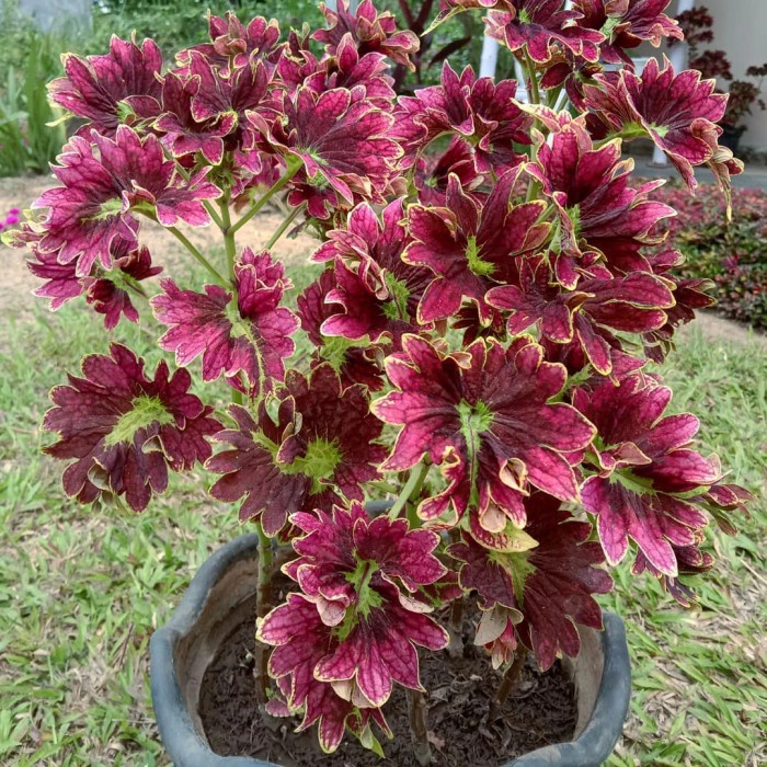 Jual Miana Kipas Merah Tanaman Hias Daun Miana Kipas Merah ((tanaman ...