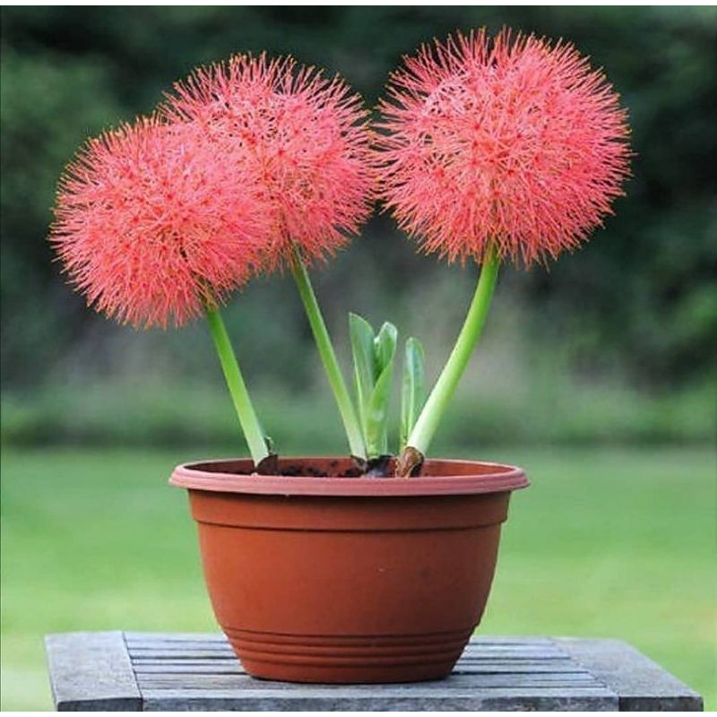 Jual Bibit tanaman bunga Desember/blood lily (Scadoxus multiflorus ...