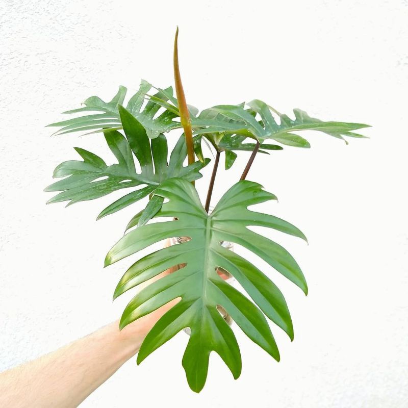 Jual TANAMAN HIAS PHILODENDRON MAYOY PHILO MAYOI | Shopee Indonesia