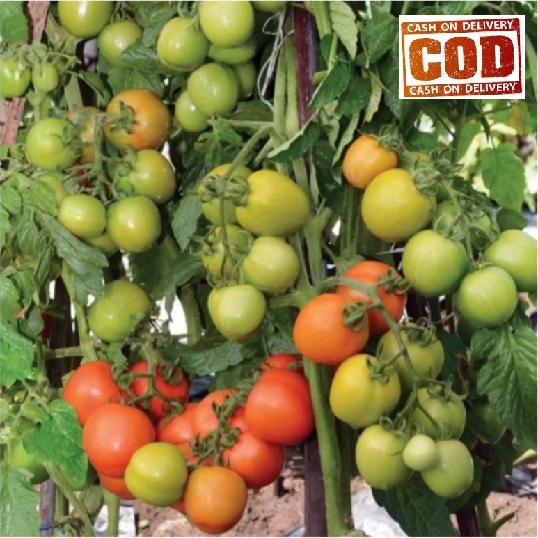 Jual TOMAT RAMPAI 20 Biji / Benih / bibit TOMAT RAMPAI UNGGUL F1 ...