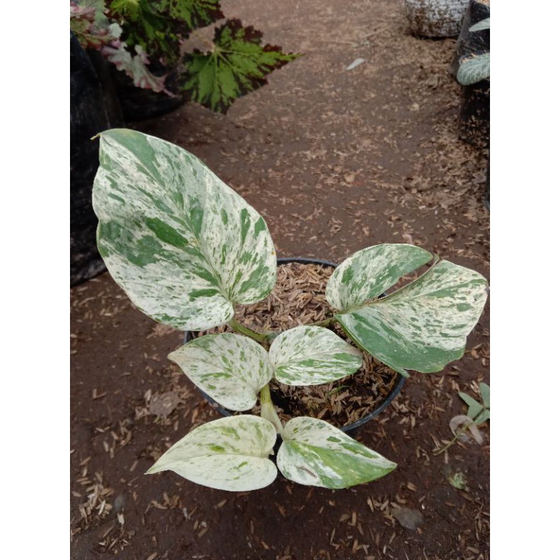 Jual TANAMAN HIAS SIRIH BELANDA MURAH ( TANAMAN MERAMBAT ) | Shopee ...