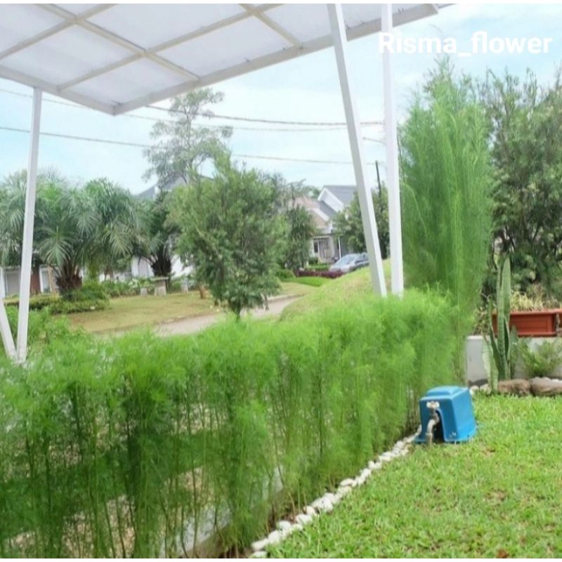 Jual POHON PAGAR ELEGANT FEATHER - TANAMAN HIAS | Shopee Indonesia