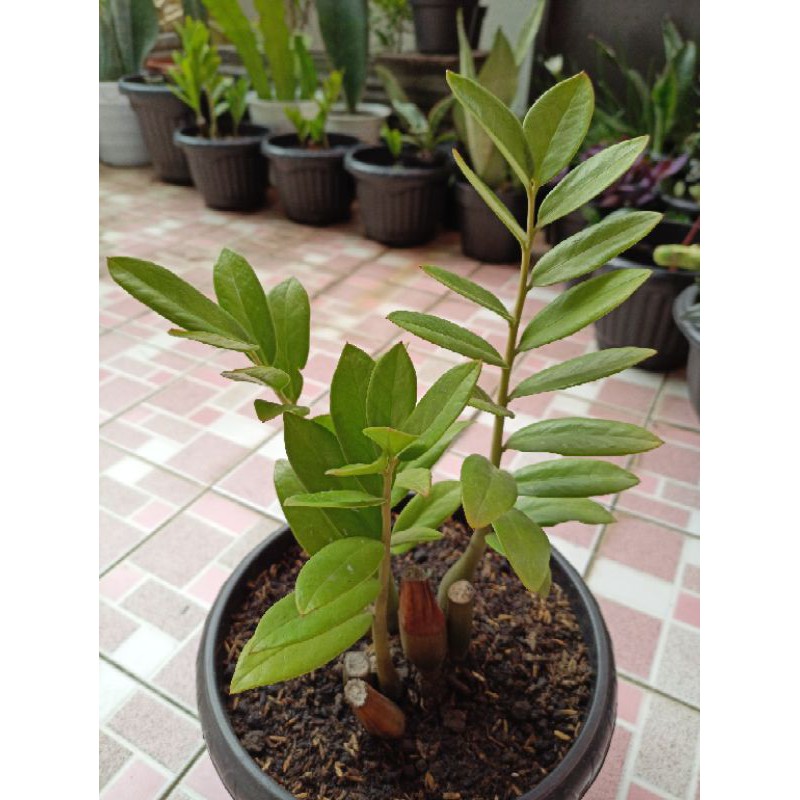 Jual Tanaman Zz Plant Zamia Zamioculcas Zamiifolia Dollar | Shopee ...