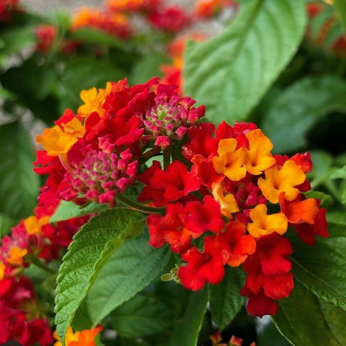 Jual Tanaman hias bunga lantana hybrida, tembelekan | Shopee Indonesia Jual Tanaman hias bunga lantana hybrida, tembelekan | Shopee Indonesia