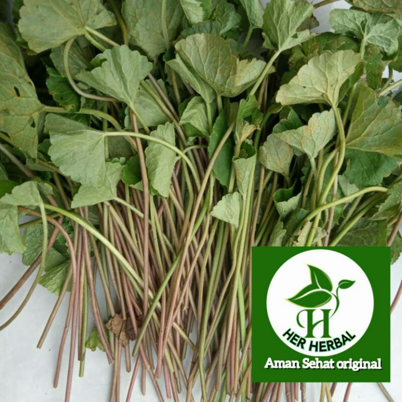 Jual Daun pegagan atau antanan segar tanpa akar | Shopee Indonesia