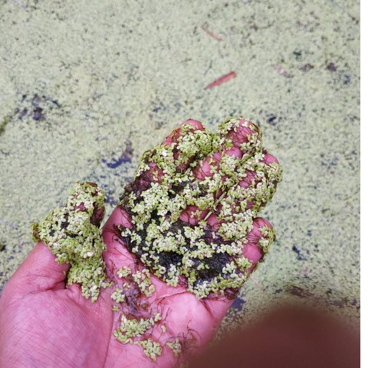 Jual Mata lele/ Lemna minor/ Duckweed 1KG tanpa air | Shopee Indonesia
