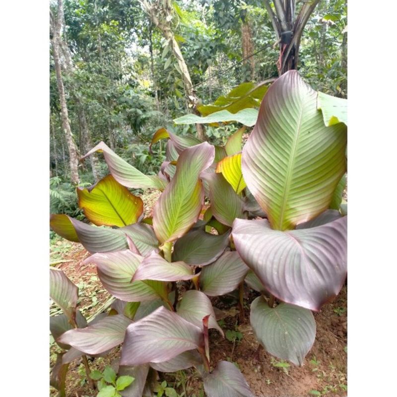Jual BIBIT UMBI GANYONG MERAH & PUTIH KELUAR AKAR PER PCS | Shopee ...