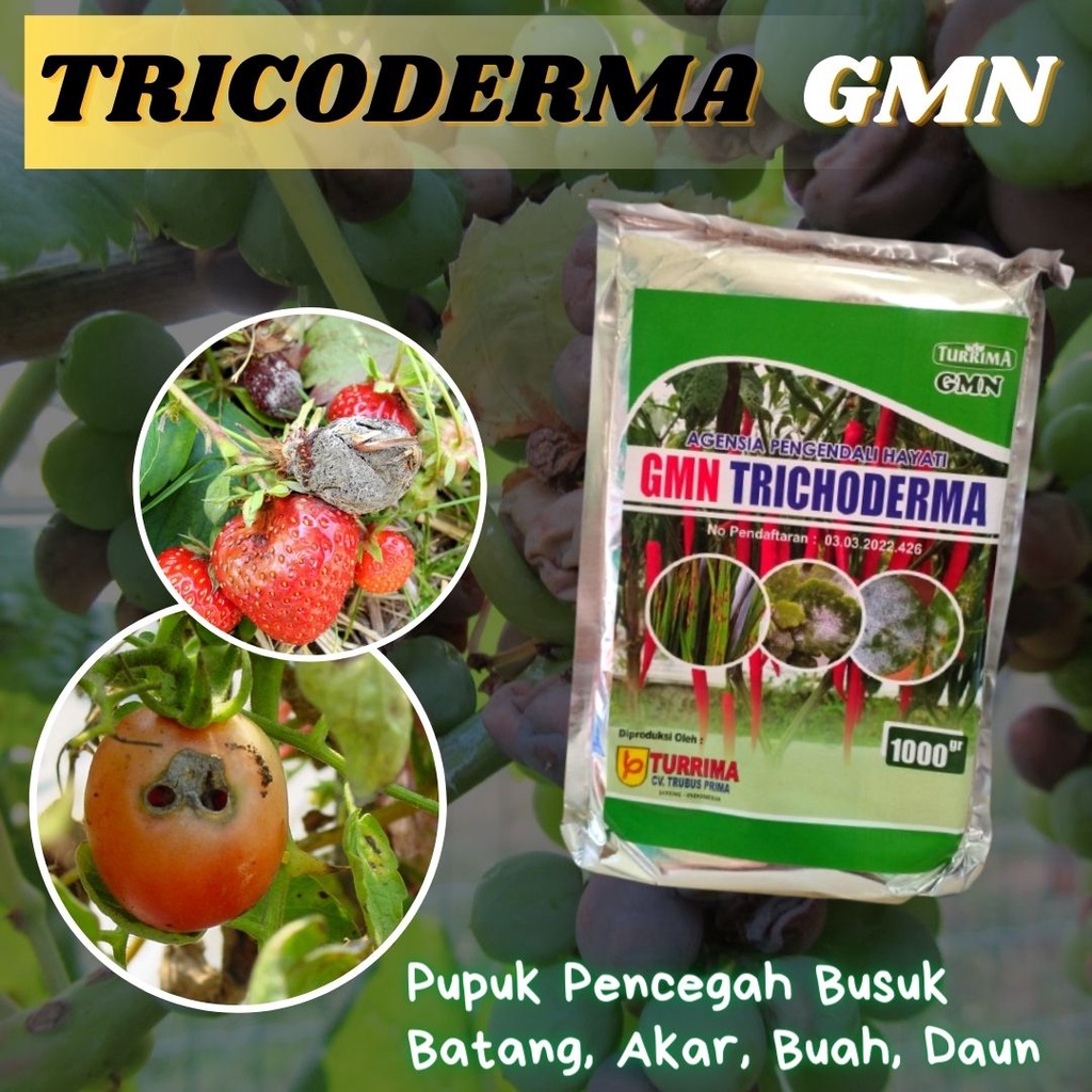 Jual Pupuk Trichoderma Hayati, Pupuk Fungisida Tricoderma Anti Moler ...