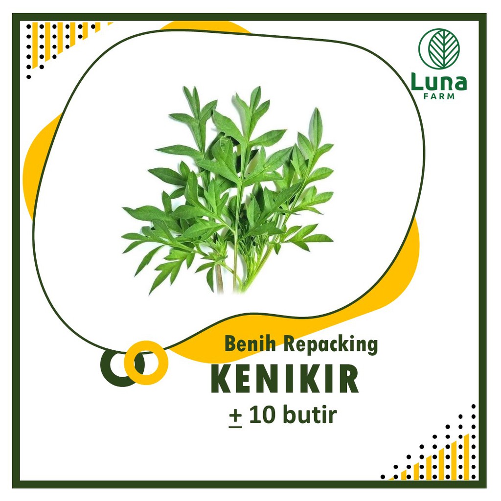 Jual Benih Kenikir Paket Hemat Isi 10 Butir Benih Sayuan Kenikir ...