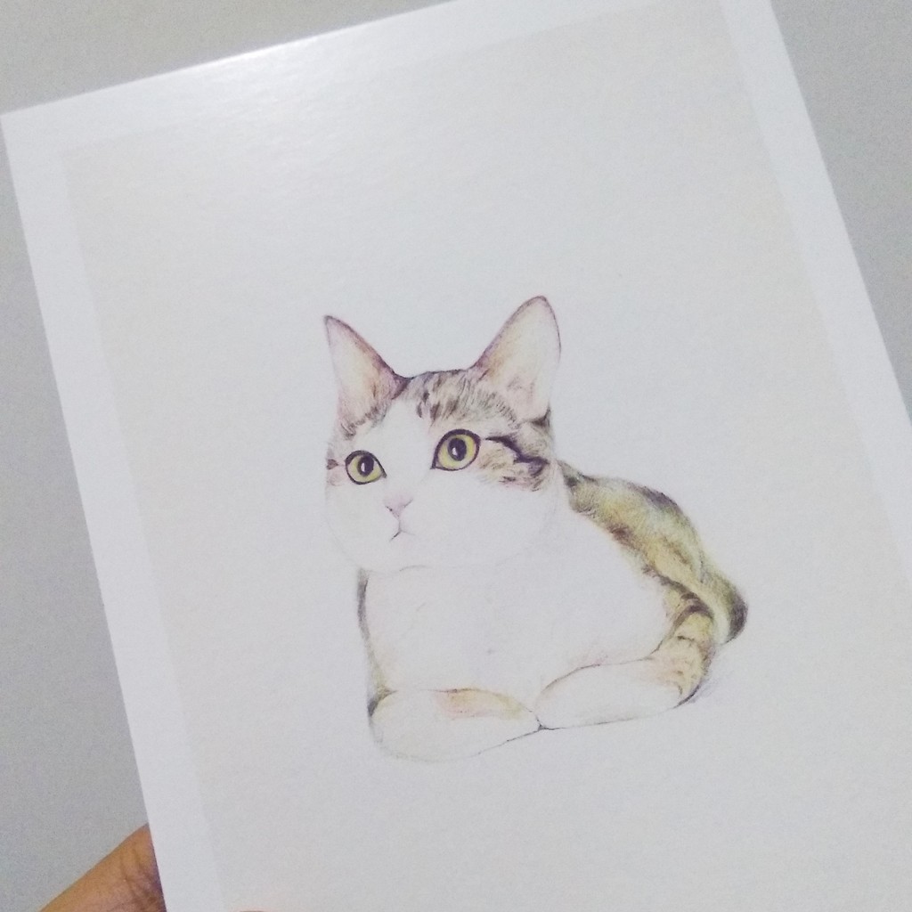 Jual Kartu Pos Postcard Cat Kucing Random | Shopee Indonesia