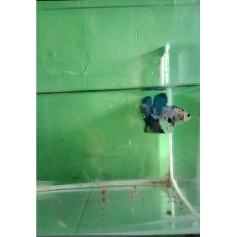 Jual ikan cupang male giant multi | Shopee Indonesia