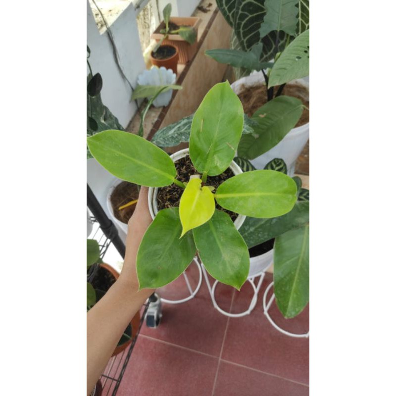Jual Tanaman Philo Moonlight (lemon) | Shopee Indonesia