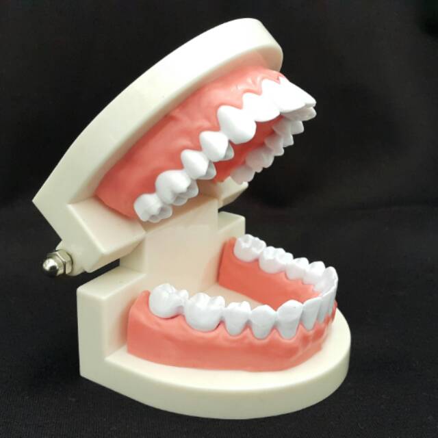Jual Model Gigi KECIL | Phantom Gigi | Dental Study Model | Patung Gigi ...