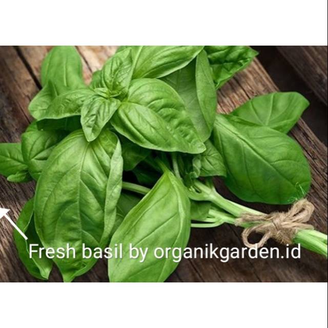 Jual Fresh basil | Shopee Indonesia