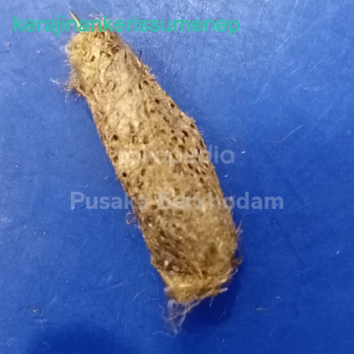 Jual Jimat Kepompong Emas | Shopee Indonesia