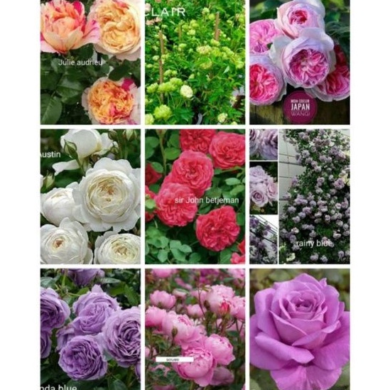 Jual Paket Mawar Hemat 5 Pohon bunga mawar malang tanaman hidup ...