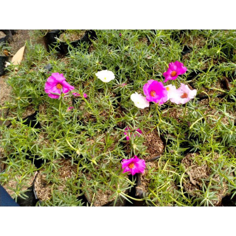 Jual Tanaman Hias Sutra Bombay Bunga satu lapis | Shopee Indonesia