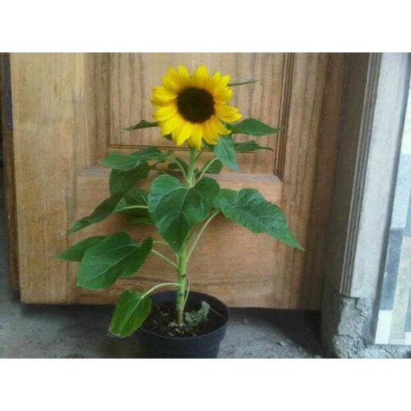 Jual Bibit tanaman mahkota dewa/pohon mahkota dewa (obat herbal) c4ps ...