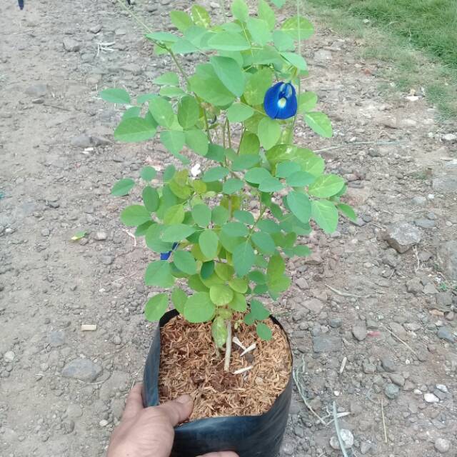 Jual TANAMAN BUNGA TELANG/TELENG/TELONG. | Shopee Indonesia