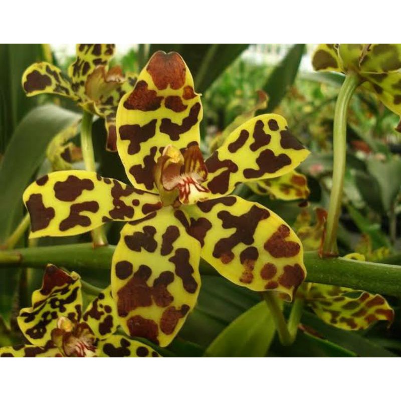 Jual Anggrek Grammatophyllum Scriptum | Gramma Scriptum Perbatang ...