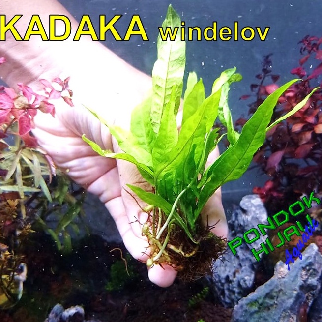 Jual Kadaka / Java Fern - Tanaman Aquascape Handal | Shopee Indonesia