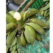 Jual Pisang Batu Muda per Buah/ Pisang Batu Hijau/ Pisang Batu Rujak ...