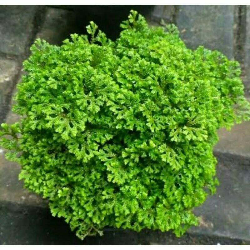Jual Tanaman hias lumut Ambon / rumput Papua ( Selaginella apoda ...