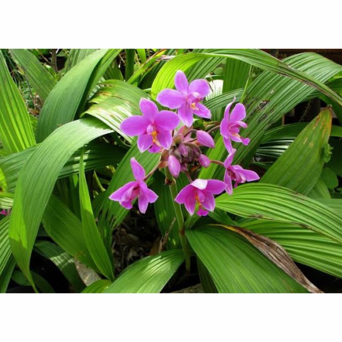 Jual Tanaman Hias Anggrek Tanah Spathoglottis plicata Plicata Ground ...