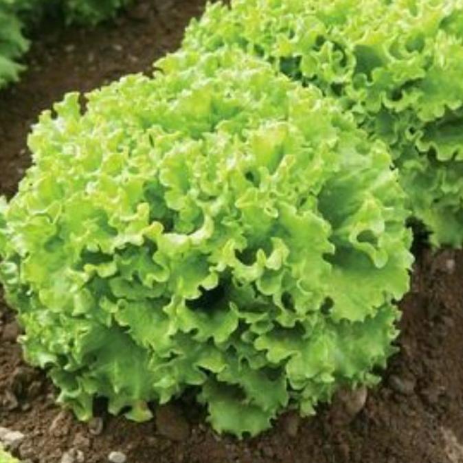 Jual Benih Sayur Selada Keriting Hijau - Leaf Lettuce Green ( 1000 Grm ) | Shopee Indonesia