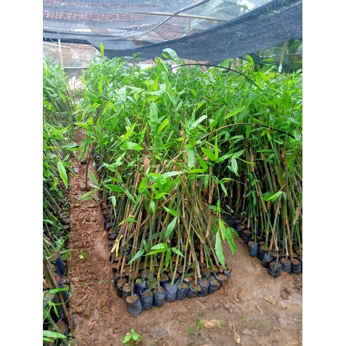 Jual Bibit tanaman bambu petung / bambu betung raksasa - 1kg muat 3 ...