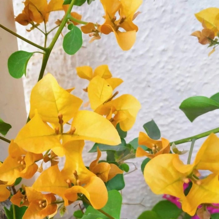 Jual Bougenville Bunga Kuning-Bougenville Gemvil Kembang Kertas tanaman ...