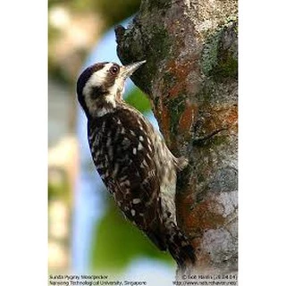 Jual Burung Pelatuk Terlengkap & Harga Terbaru November 2024 | Shopee ...