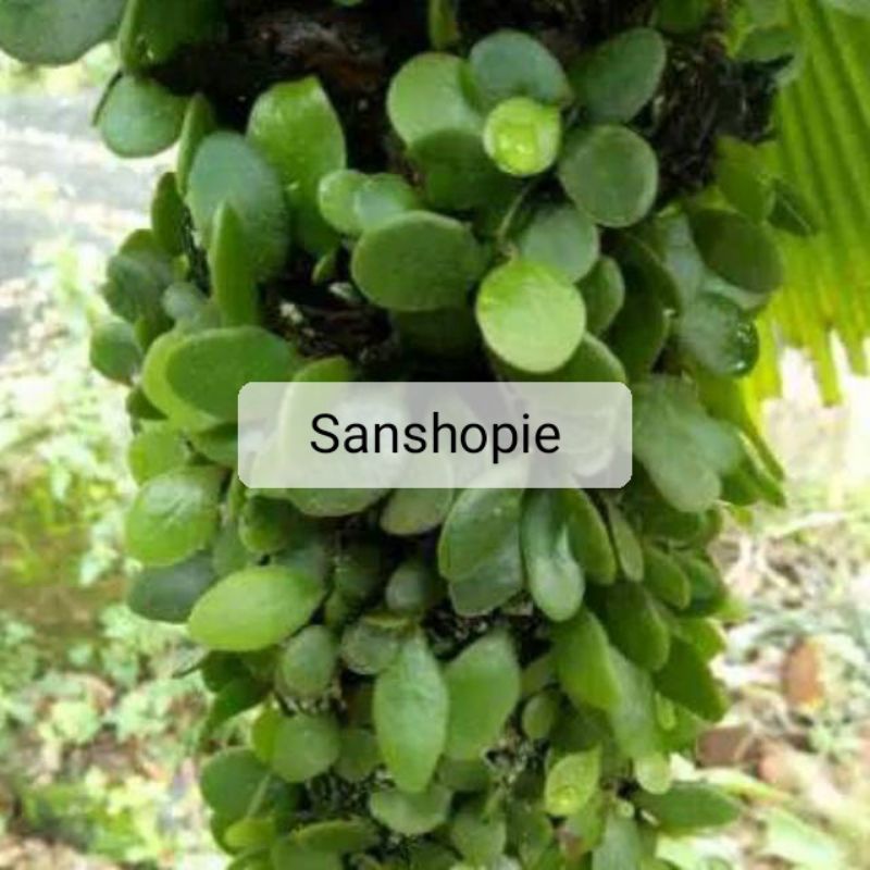 Jual Daun Sisik Naga Atau Picisan Segar 1 Kg | Shopee Indonesia