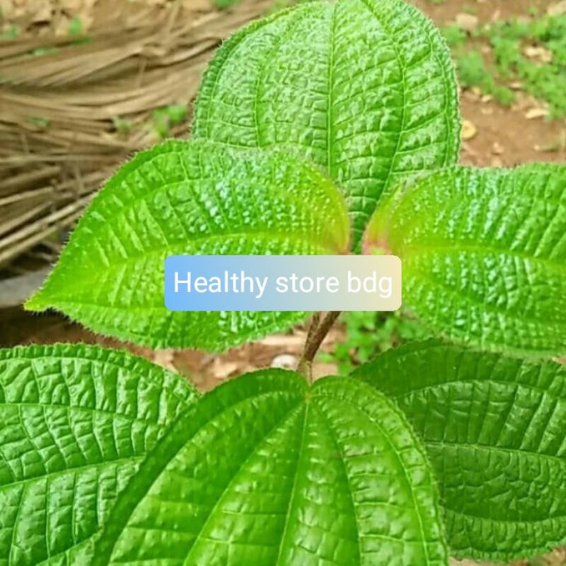 Jual Daun Senggani Senduduk Atau Harendong 1 Kg | Shopee Indonesia