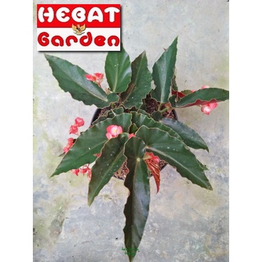 Jual Begonia Api Bunga Merah - Million Kisses Amour Boliviensis Red ...