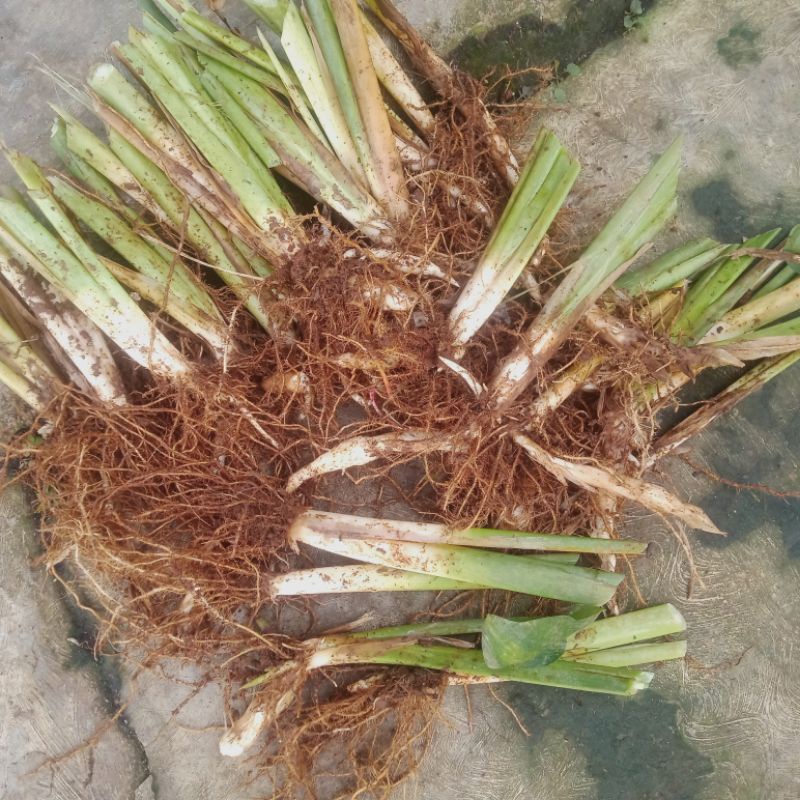 Jual Bibit super sagu atau umbi Garut paket 1 pohon | Shopee Indonesia