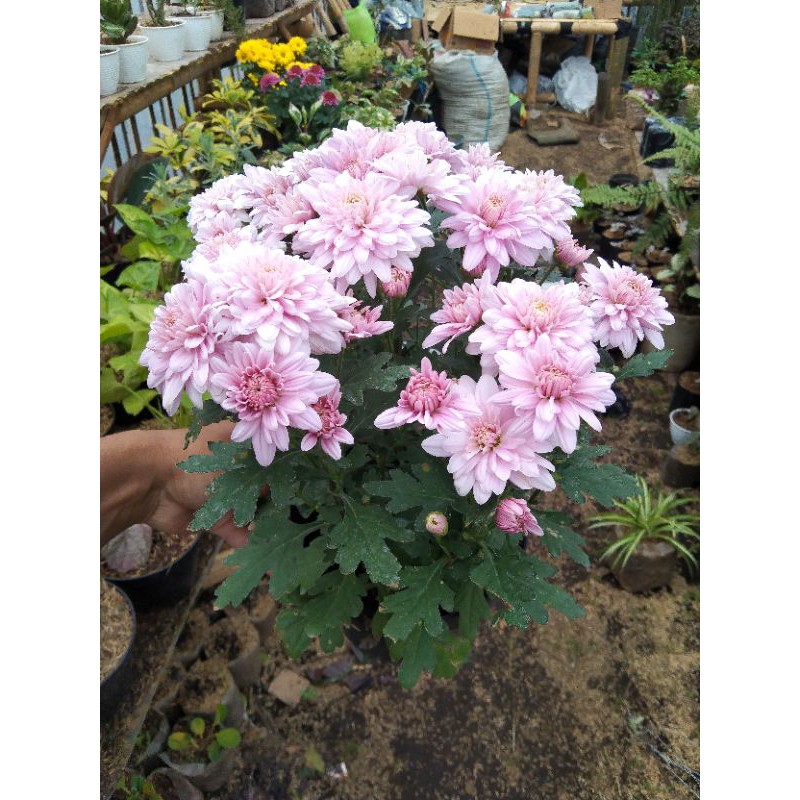 Jual KRISAN ASTER BUNGA PINK MUDA ISI 5 6 BATANG RIMBUN | Shopee Indonesia