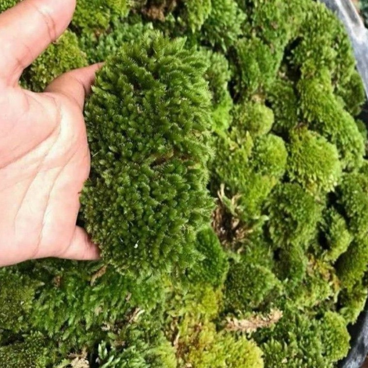 Jual forest Moss/lumut hutan media tanam dll(500gram) | Shopee Indonesia