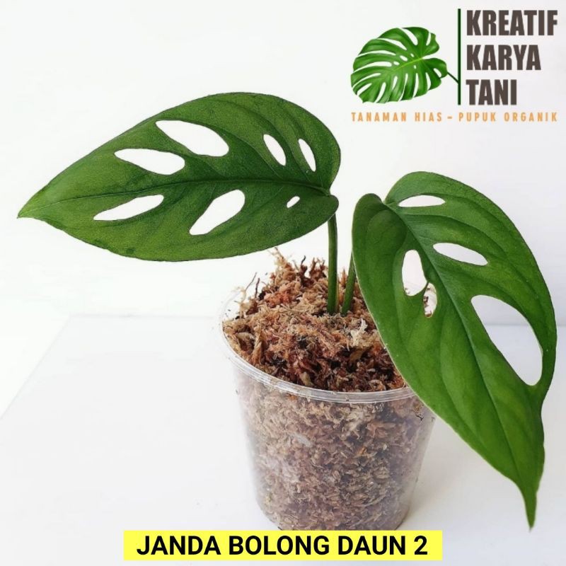 Jual Tanaman hias janda bolong - Monstera janda bolong | Shopee Indonesia