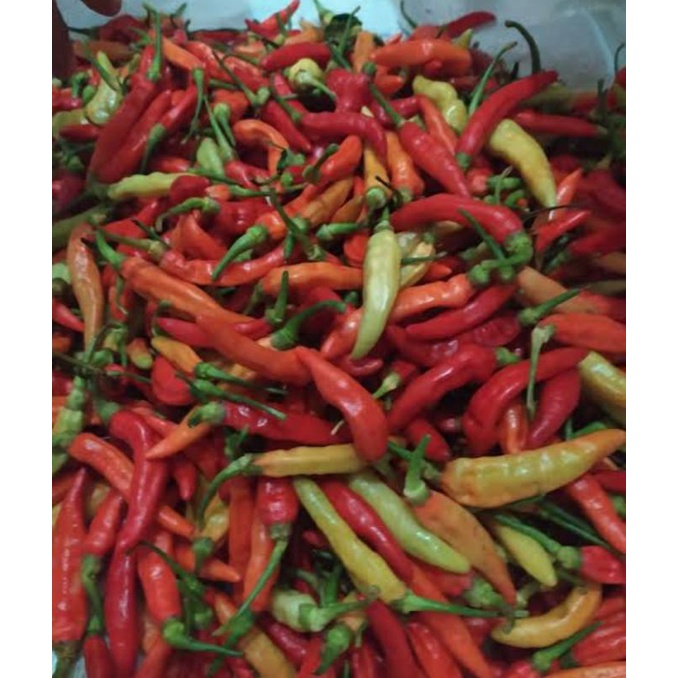 Jual Cabe japlak pedas setan | Shopee Indonesia