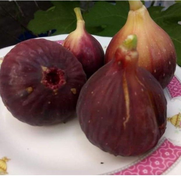 Jual bibit tin merah jenis BTM6 - jenis buah tin super besar - bibit ...