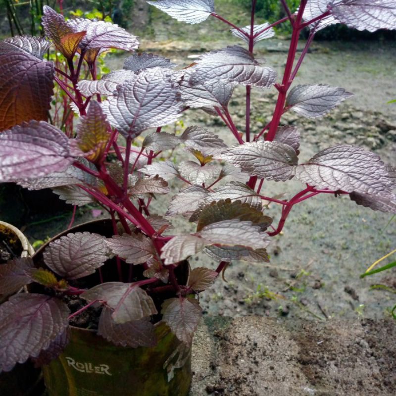 Jual daun jawer kotok segar 100gr | Shopee Indonesia