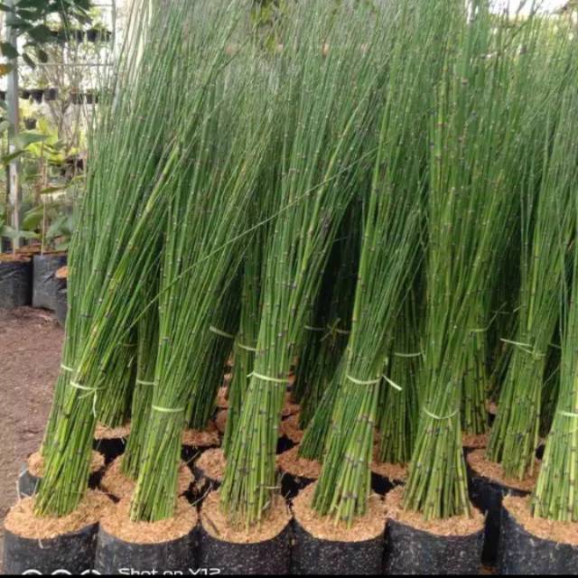 Jual Tanaman hias bambu air | Shopee Indonesia